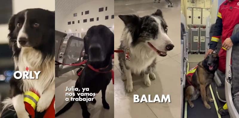 Terremoto en Turquía: México envió perritos rescatistas para ayudar ...