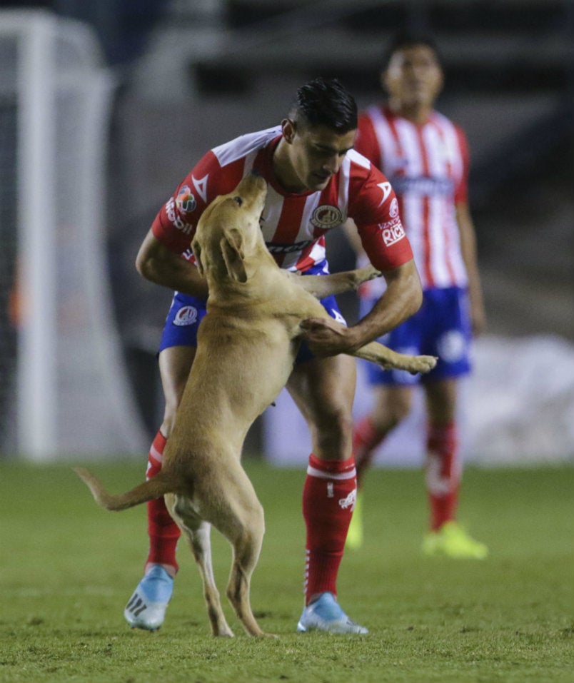VIDEO: Atlético San Luis presentó a 'Tunita', perro que se coló vs Cruz ...