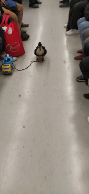 VIDEO: Pato con tenis se pasea en el metro y el Centro de la CDMX