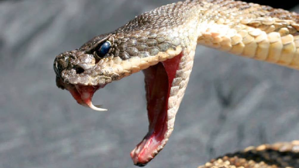 VIDEO: Autoridades rescatan a serpiente de cascabel en C.U.