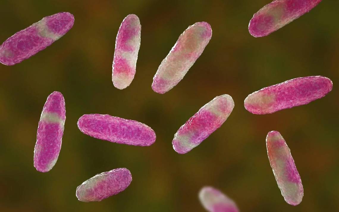 La SSA emite alerta epidemiológica por la bacteria “Klebsiella oxytoca ...