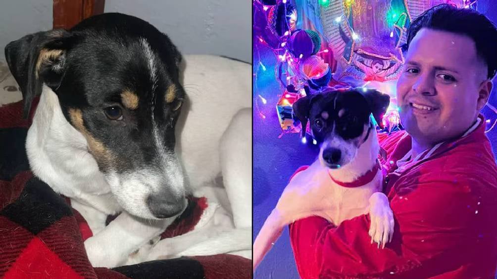 ¡Snoopy el perrito se 'cura' gracias a un milagro de la Virgen de ...