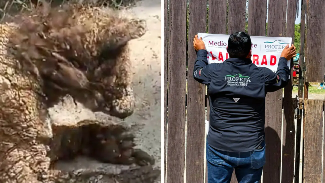 PROFEPA clausura La Pastora tras hallazgo alarmante: la osa “Mina” estaba en grave riesgo