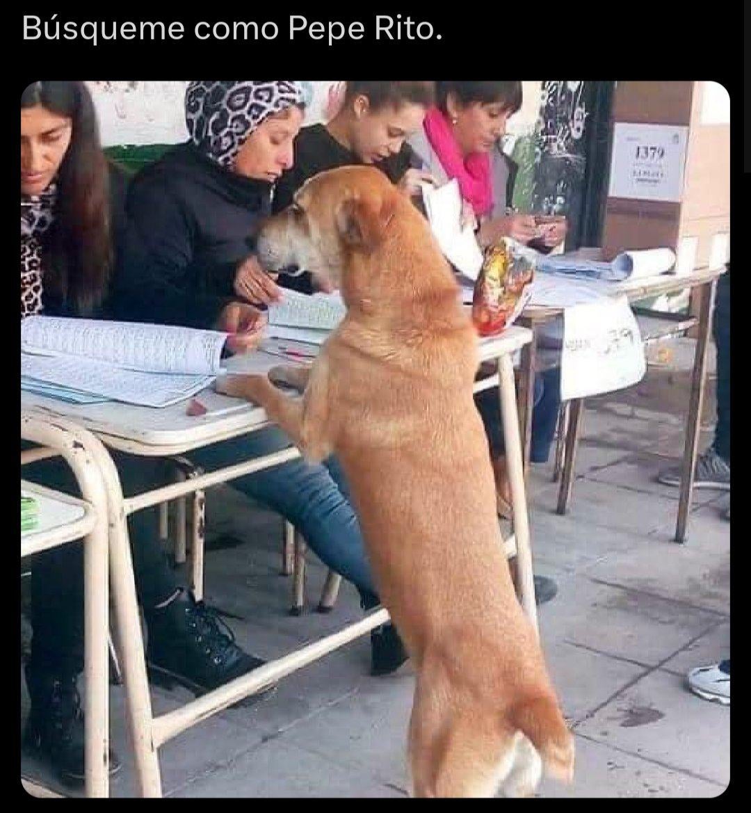 Los mejores memes de las Elecciones 2024 en México | RÉCORD