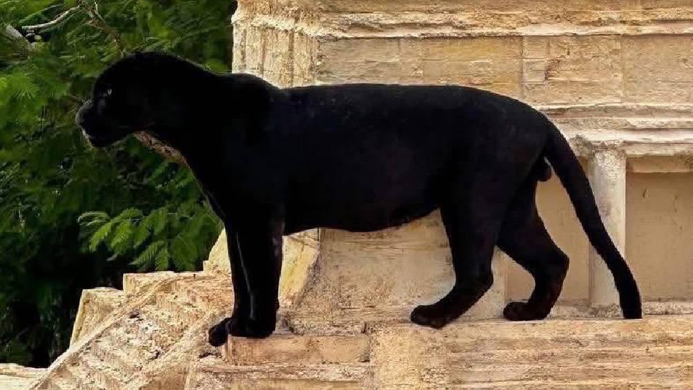 Pantera negra descansa sobre una pirámide en parque Animaya de Mérida