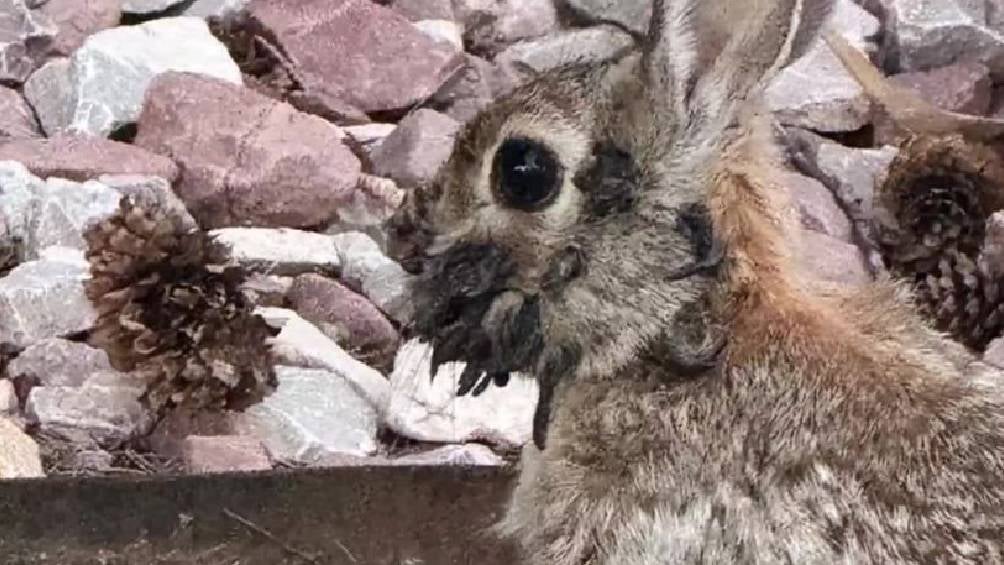 ¿Virus que provoca tentáculos y cuernos en conejos representa un riesgo ...
