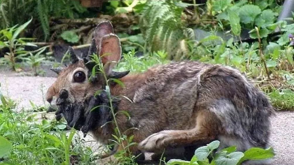 ¿Virus que provoca tentáculos y cuernos en conejos representa un riesgo ...