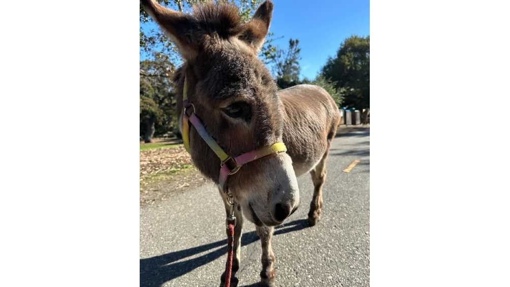 Murió ‘Perry’, el burro que inspiró personaje en la película de Shrek