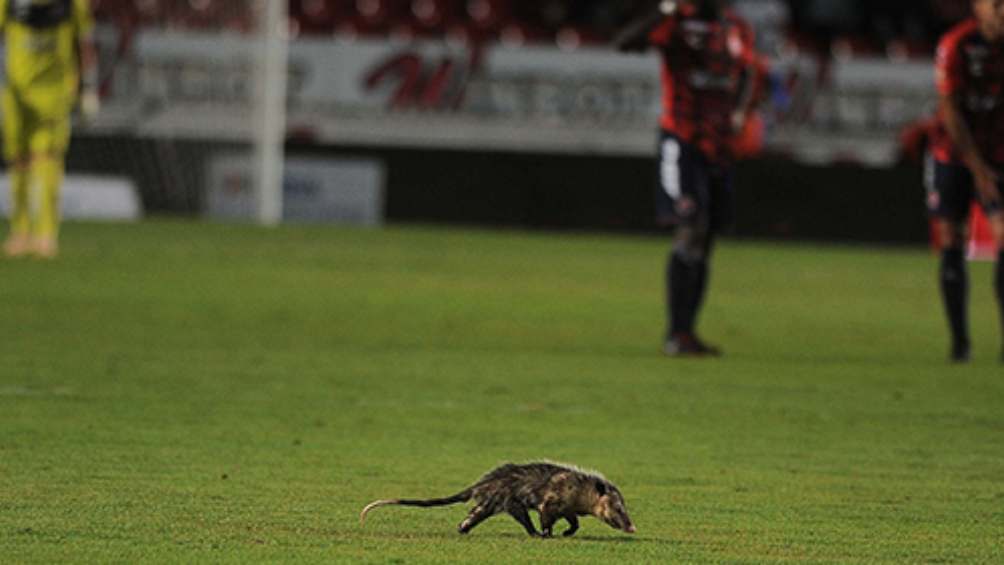 Ratón interrumpe partido en la MLS; es capturado por el arquero de ...