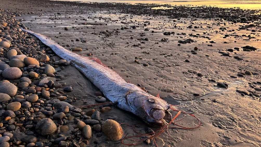 Pez remo, conocido como el ‘pez del fin del mundo’, aparece en playa de ...